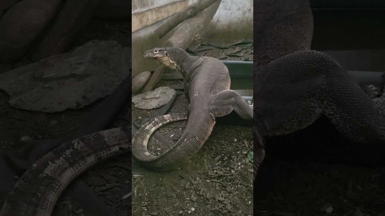 Varanus Salvator "Flex" the Sumatran water monitor enclosure. - YouTube