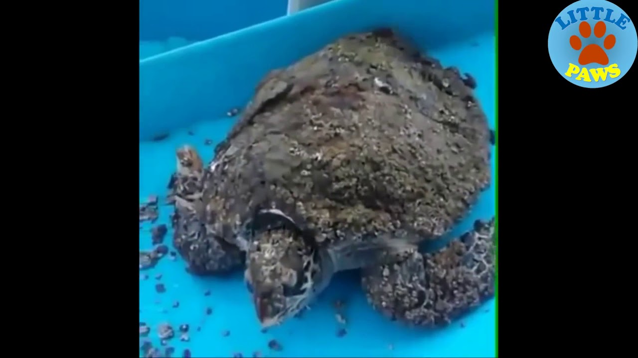 Rescue Sea Turtles, Removing Barnacles from Poor Sea Turtles ...