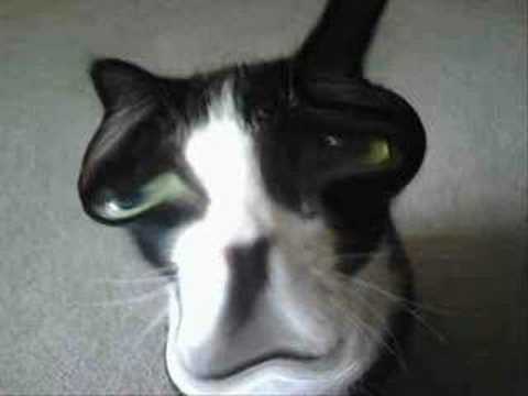 CRUSH THE CAT