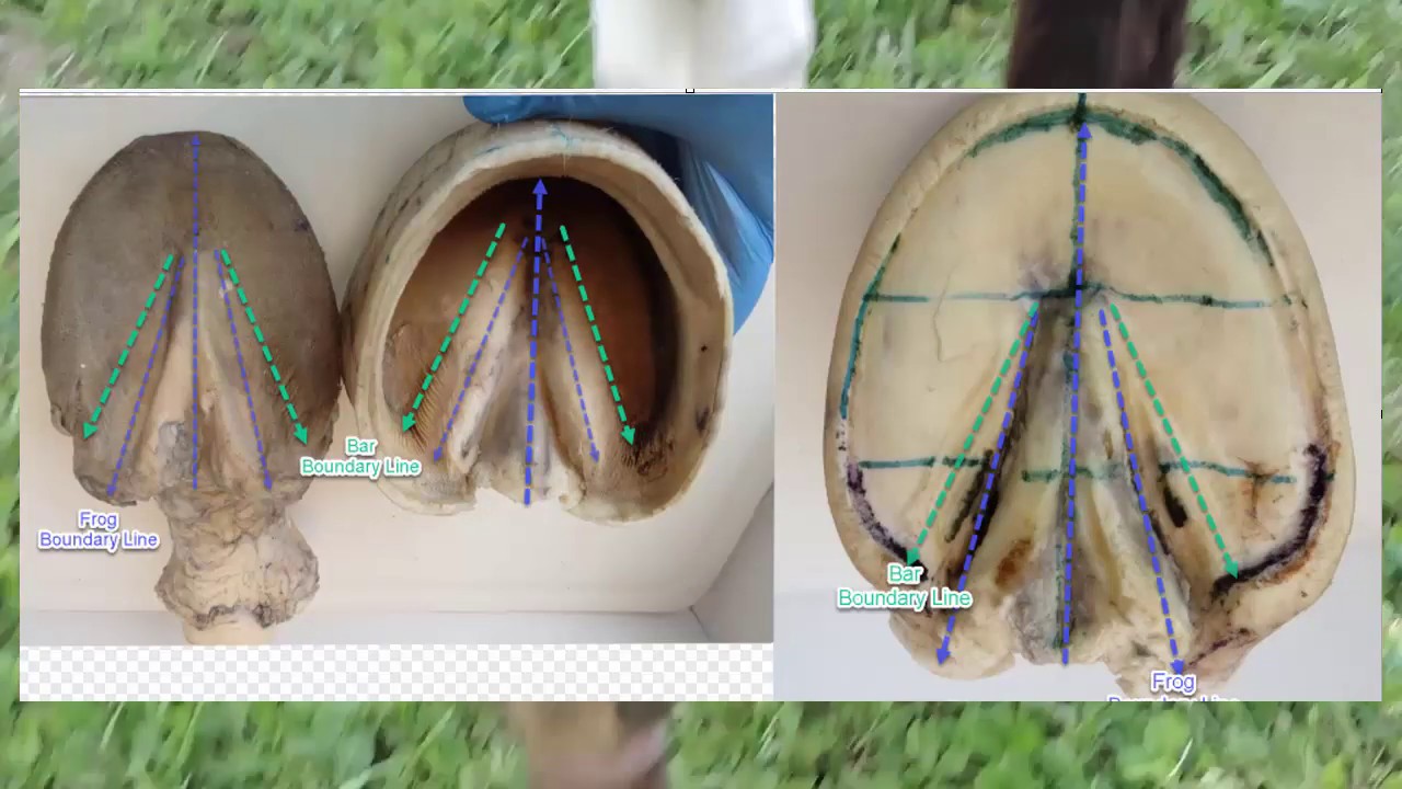 The Anatomically Correct Trim, Map and trim - YouTube