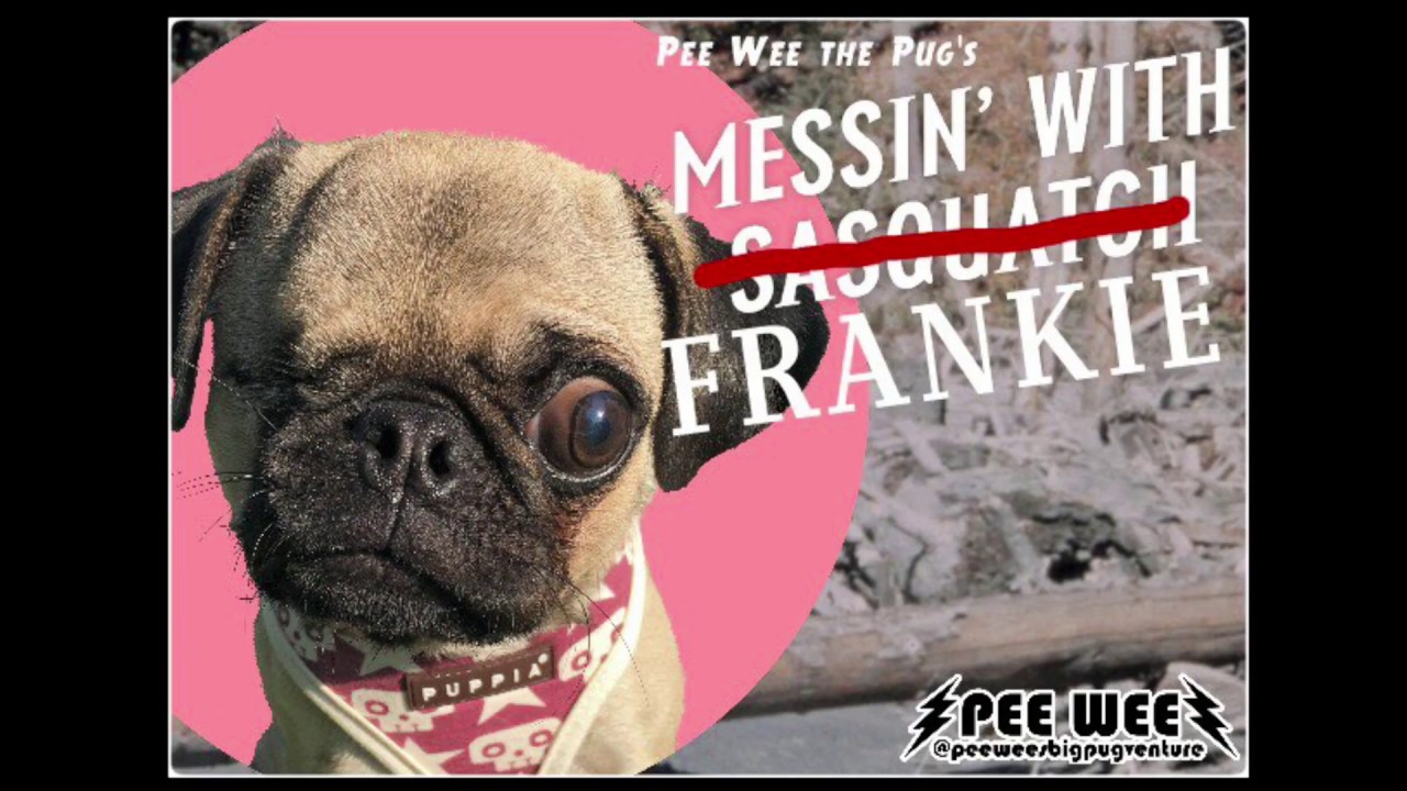 Pee Wee the Pug | Messin' with Frankie - YouTube
