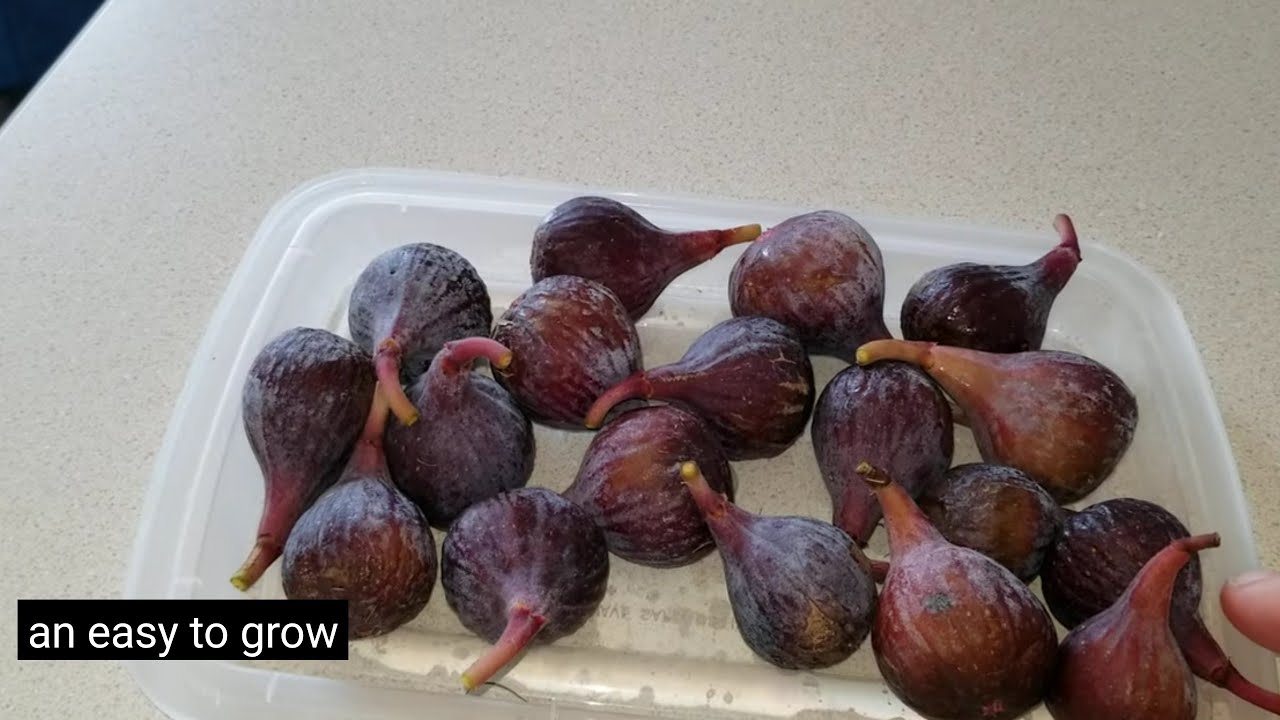 More Early in Ground & Potted Figs Ready! Organic Garden Talk! 8/8/21 ...