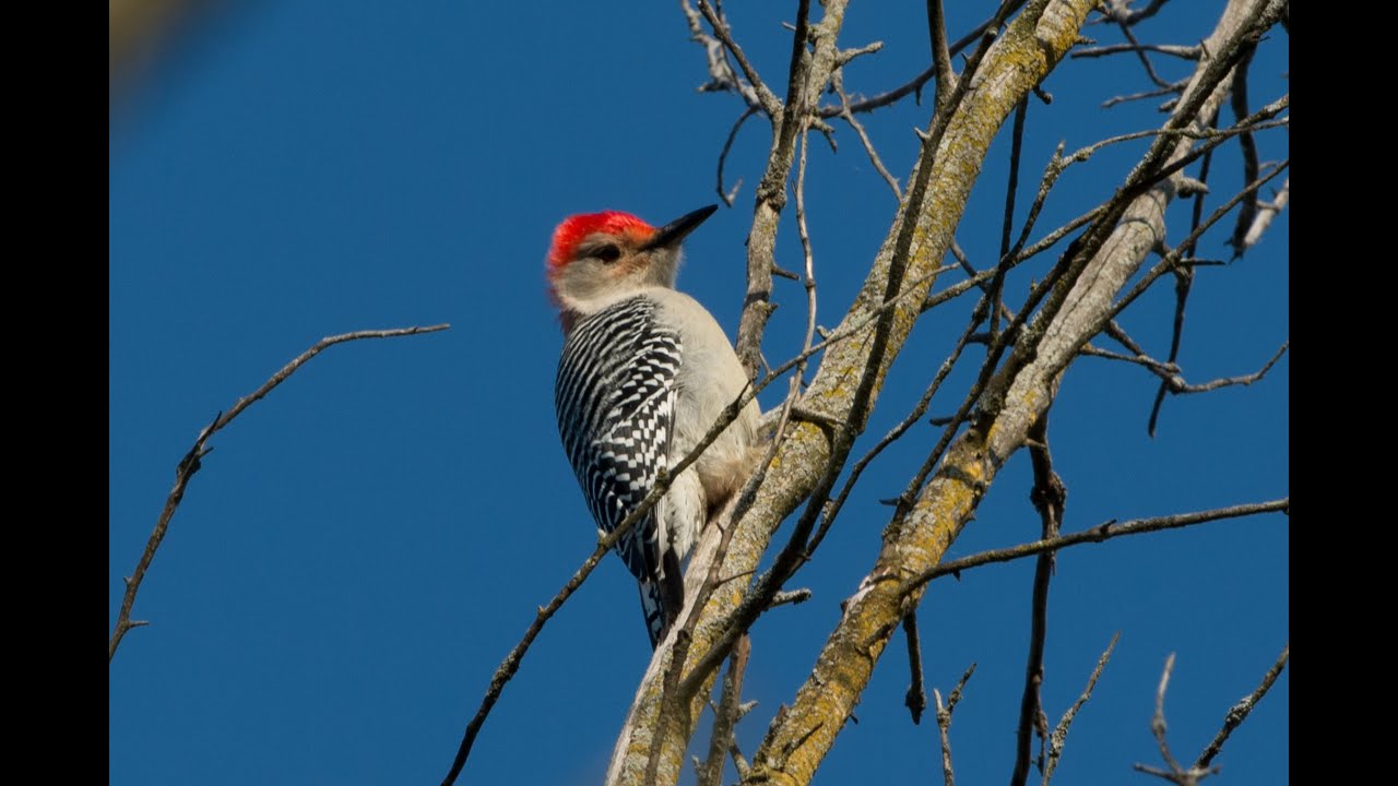 Birds... Hungry... Hungry... Birds - YouTube