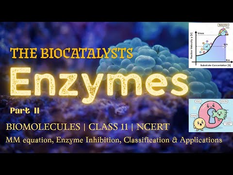 ENZYMES - Biocatalysts🧪-Part 2 | class 11 biomolecules | Classification ...