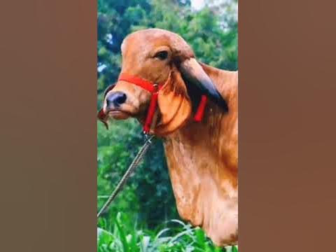 beautiful gir gay cow 🐄#cow #gircow #shorts #trending - YouTube