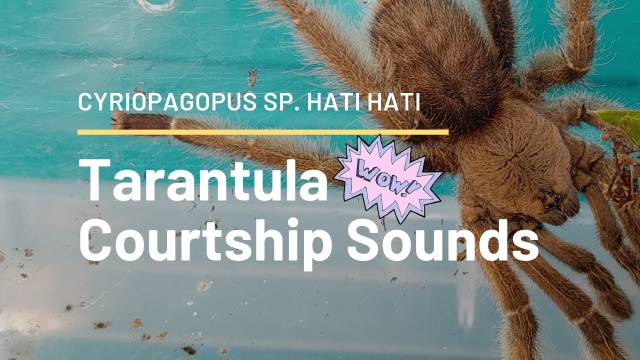 HD Tarantula Sounds |Tapping & Drumming| - YouTube