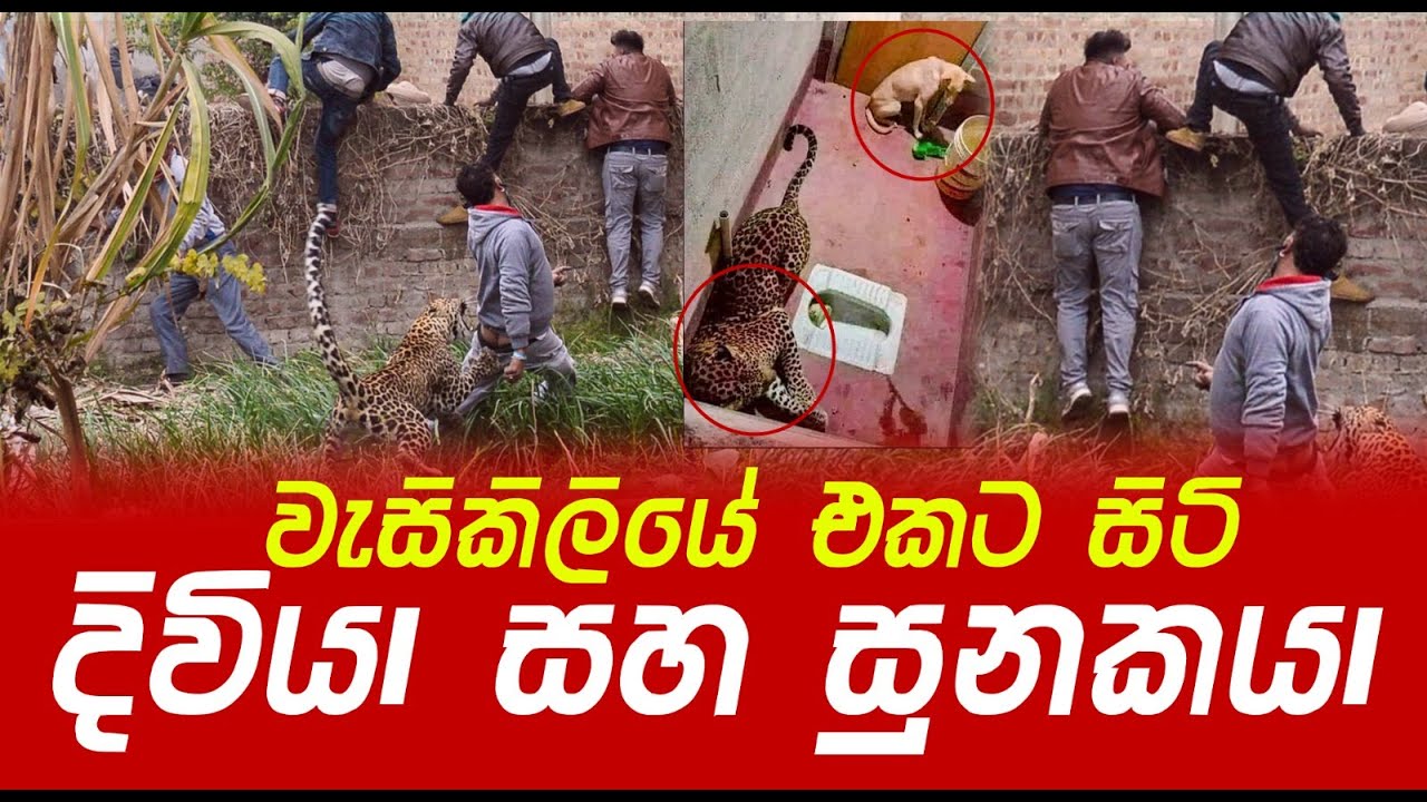 Leopard Trapped with Dog in Toilet | වැසිකිලියේ එකට සිටි දිවියා සහ ...