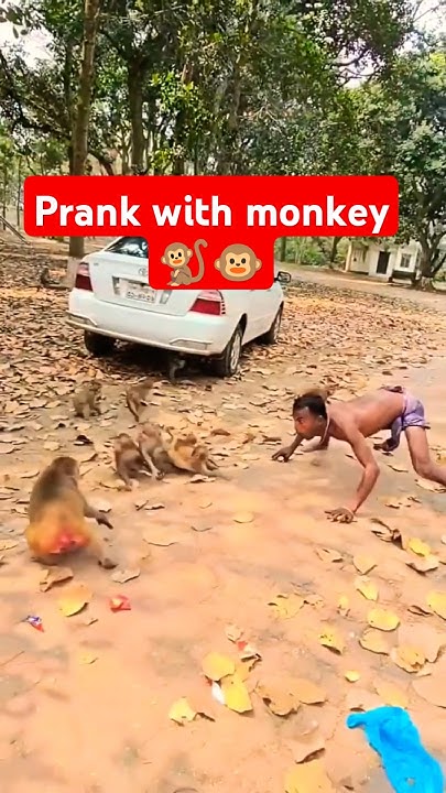 Prank with monkey 🐒 #monkey #pranks #animals #wildlife #shorts - YouTube