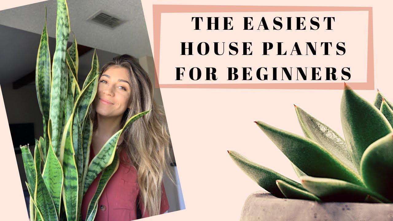 THE EASIEST HOUSE PLANTS FOR BEGINNERS || TIPS AND TRICKS - YouTube