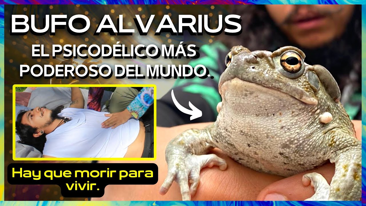 BUFO ALVARIUS, EL SAPO PSICODÉLICO (4K) 🐸 | EXPERIMENTÉ LA MUERTE | 5 ...