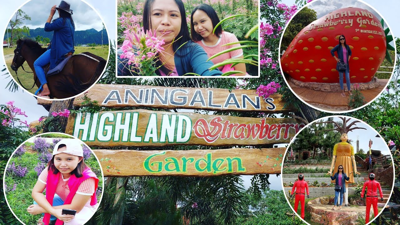 Aningalan Strawberry farm San Remigio Antique - YouTube