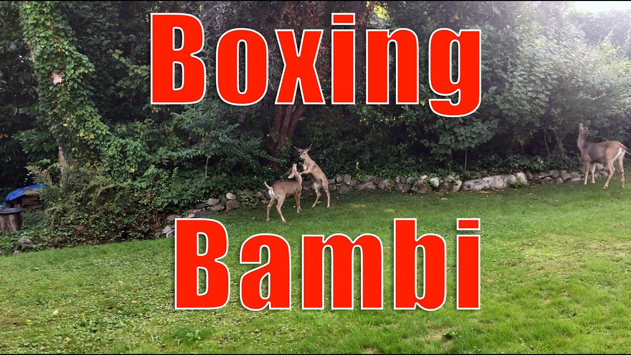 Deer in a Playful Boxing Match - YouTube