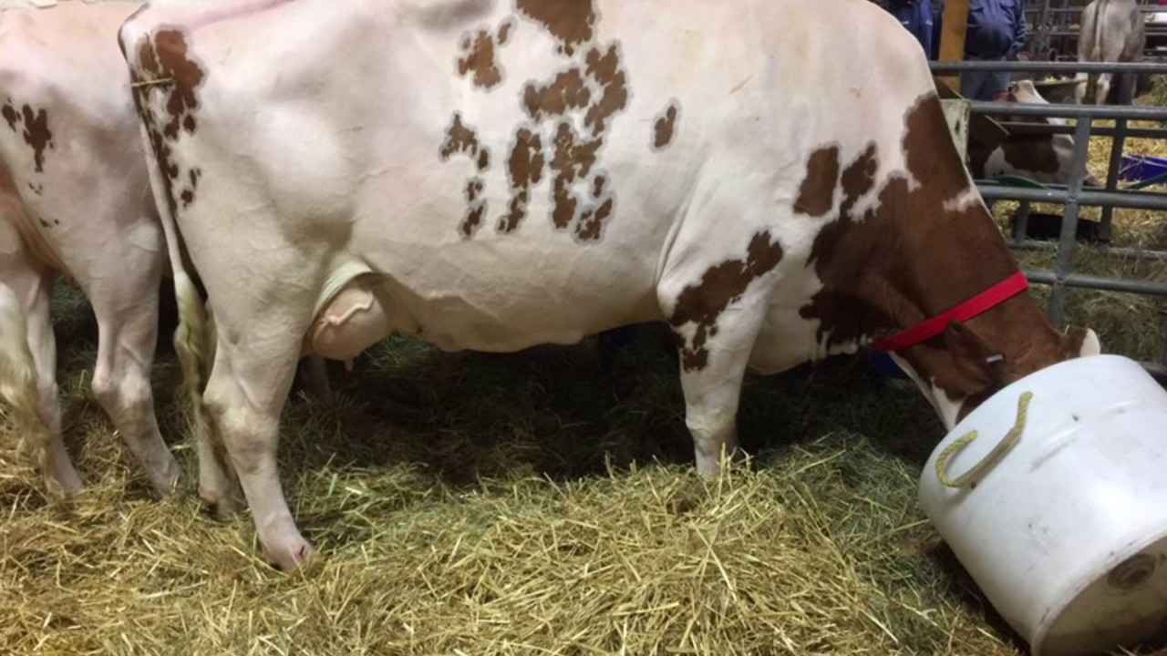 DFC U.S. Pure Holstein - YouTube