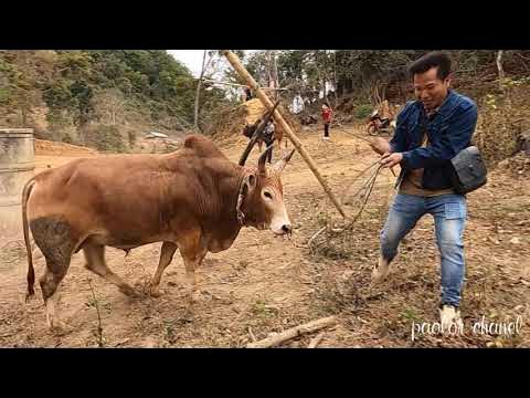 Ncig saib zos hmoob thiab Mus saib nyuj - YouTube