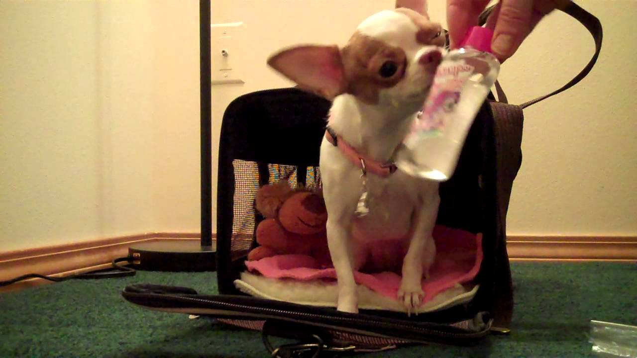 Pet travel by plane : " Pet In-Cabin Airplane Travel" - YouTube