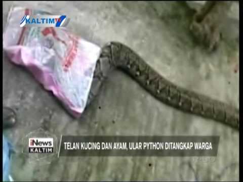 ULAR PYTHON TELAN KUCING DAN AYAM - YouTube