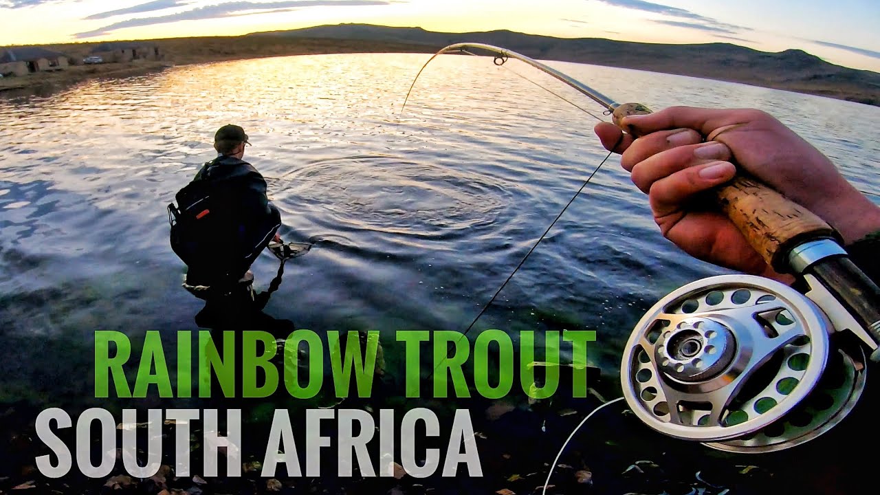 Rainbow Trout in the Winterberg Mountains of South Africa (Thrift Dam ...