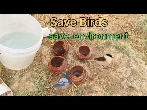 Save Birds Save Environment 🐦🐦🐦 - YouTube