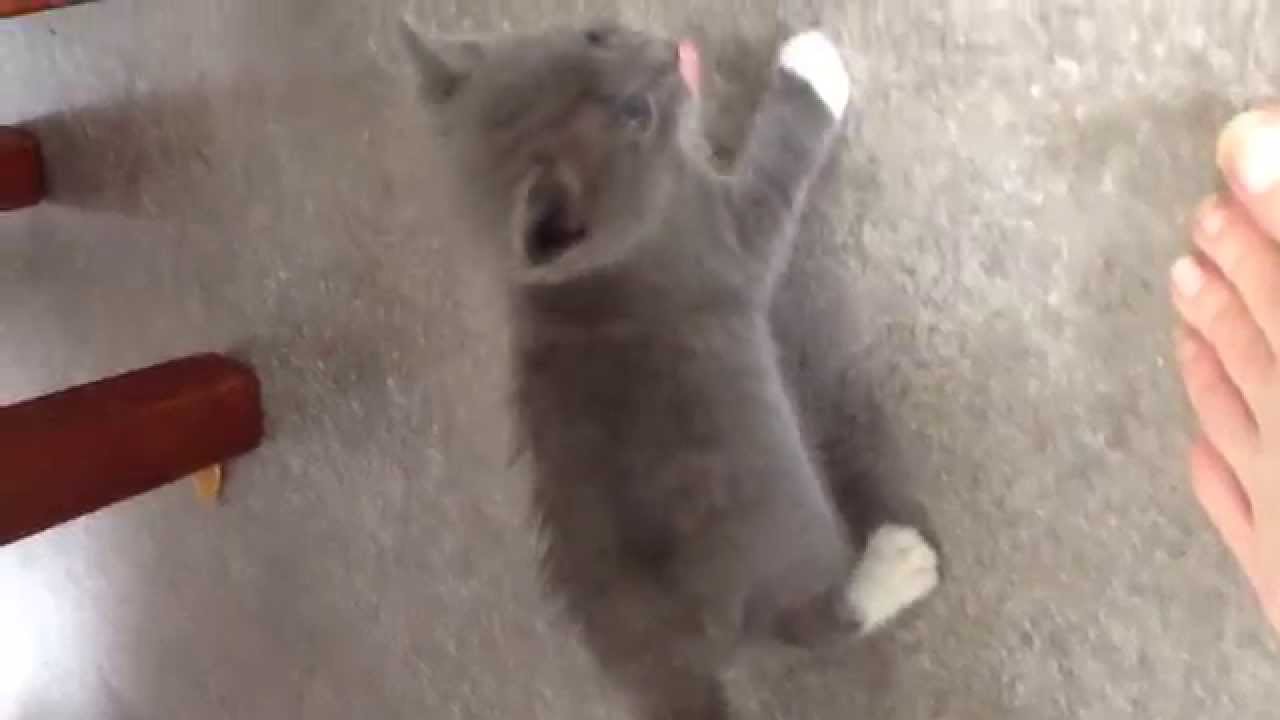 Lost kitten is found - YouTube