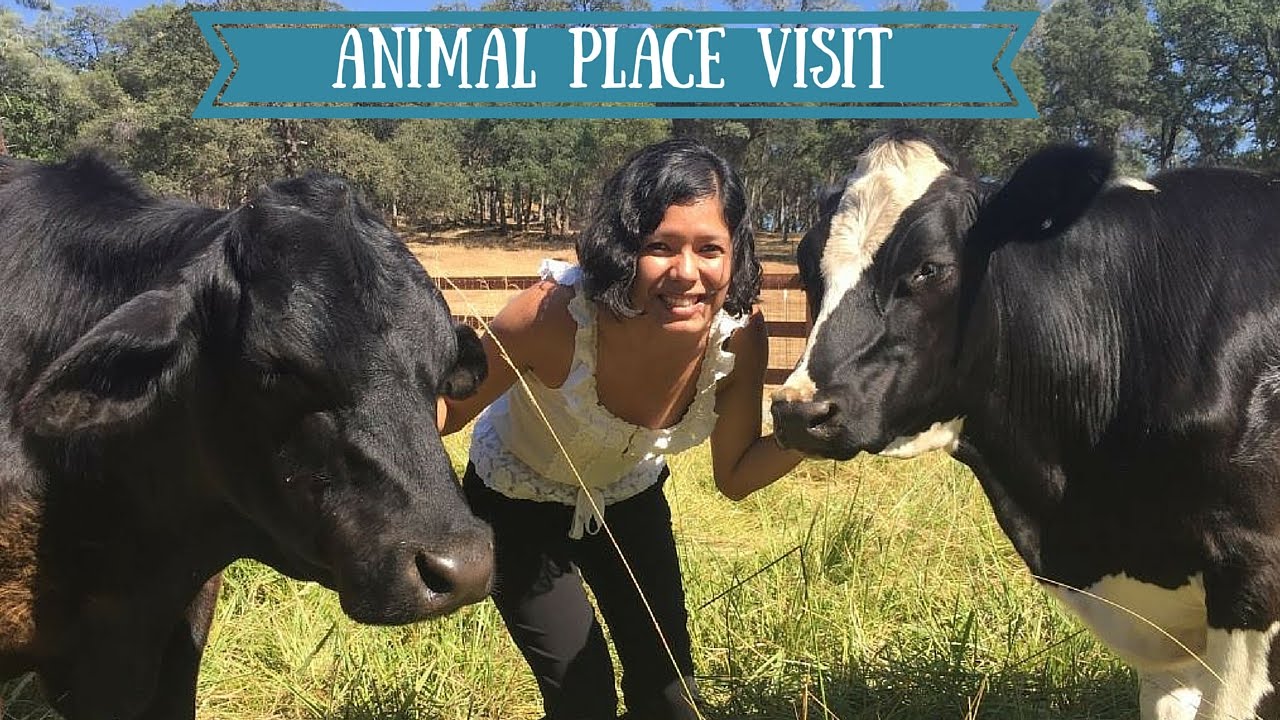 Animal Place Sanctuary Visit - YouTube