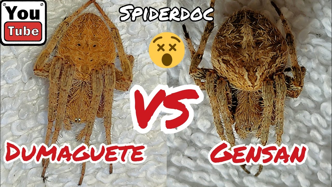 DUMAGUETE vs GENSAN Spider. Loaded Spider Fight. Matinik na Gagamba ...
