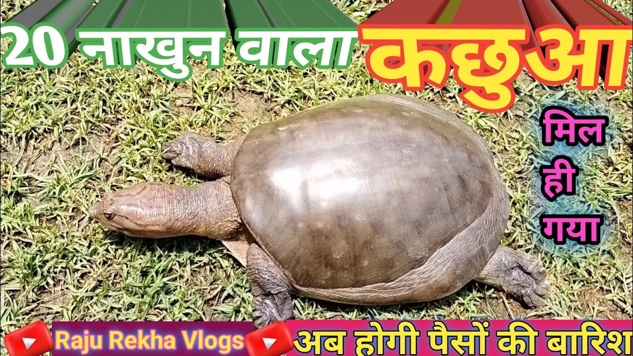 20 Nakhun wala kachhua ll kachhua kya khata hai ll kachua life vlog ll# ...