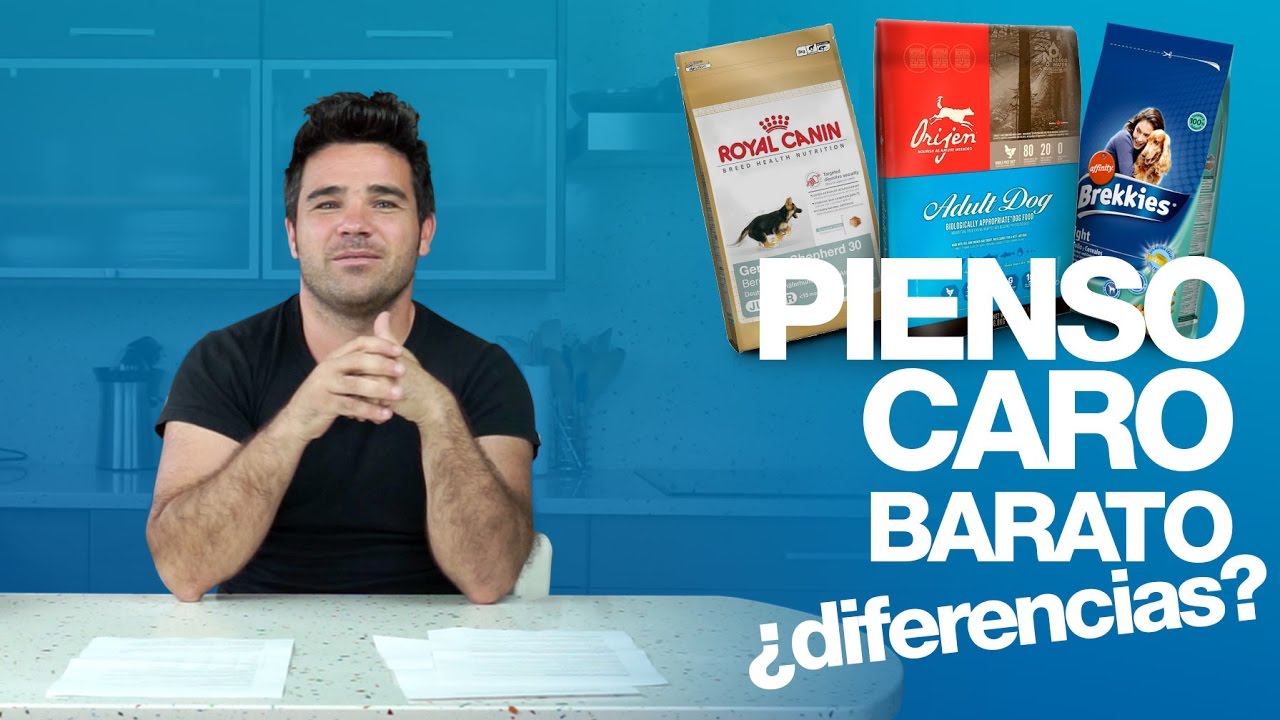 ¿Hay diferencia entre un pienso barato y uno caro? - YouTube
