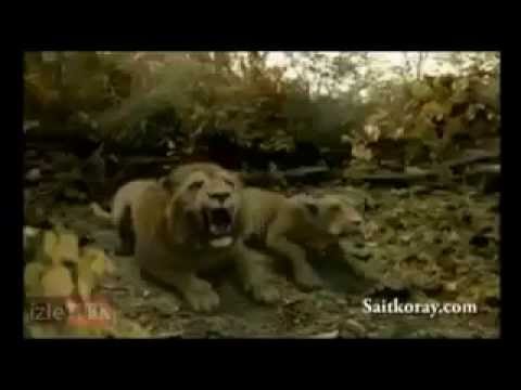 En gulmeli videolardan birinci yeri tutan