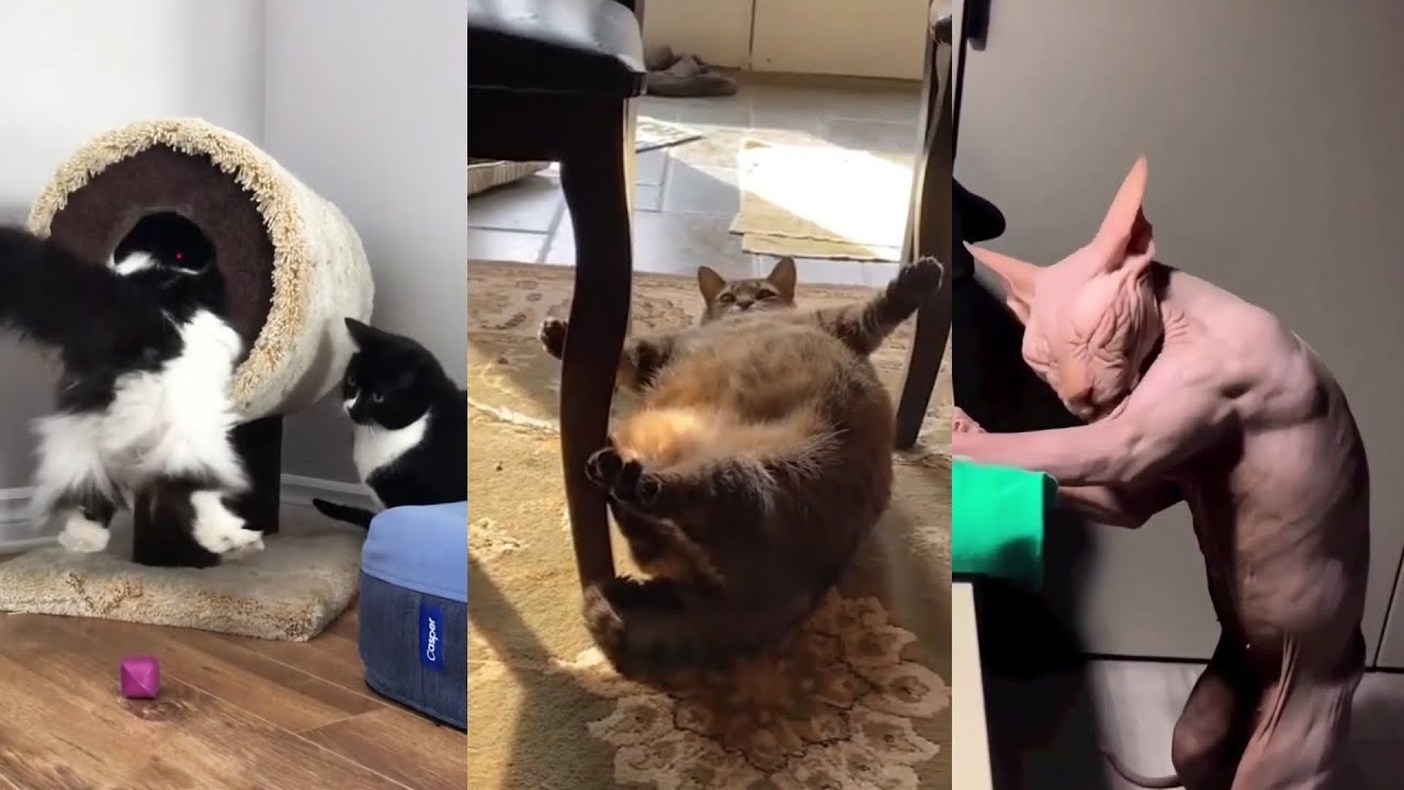 🐯"Epic Animal Pranks: You Won't Believe 🐆 What Happens Next! Part30 ...