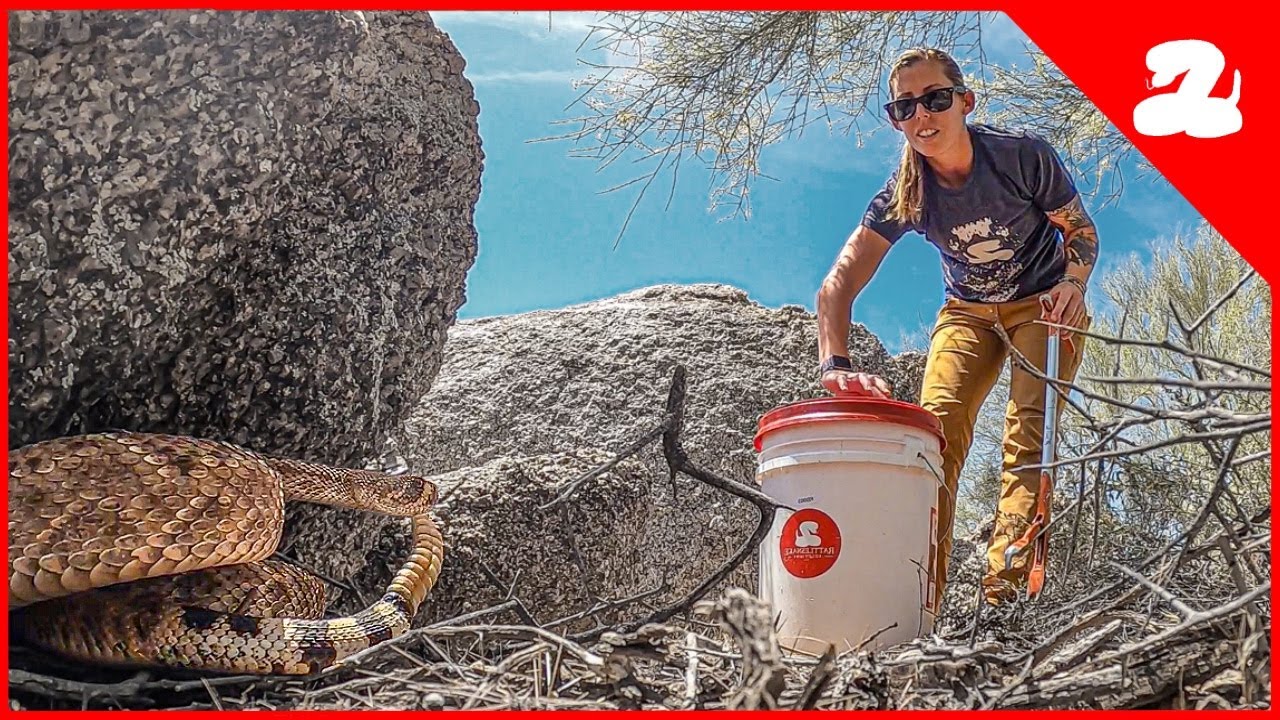The Weirdest Job in Phoenix?? Catching Rattlesnakes For a Living! - YouTube