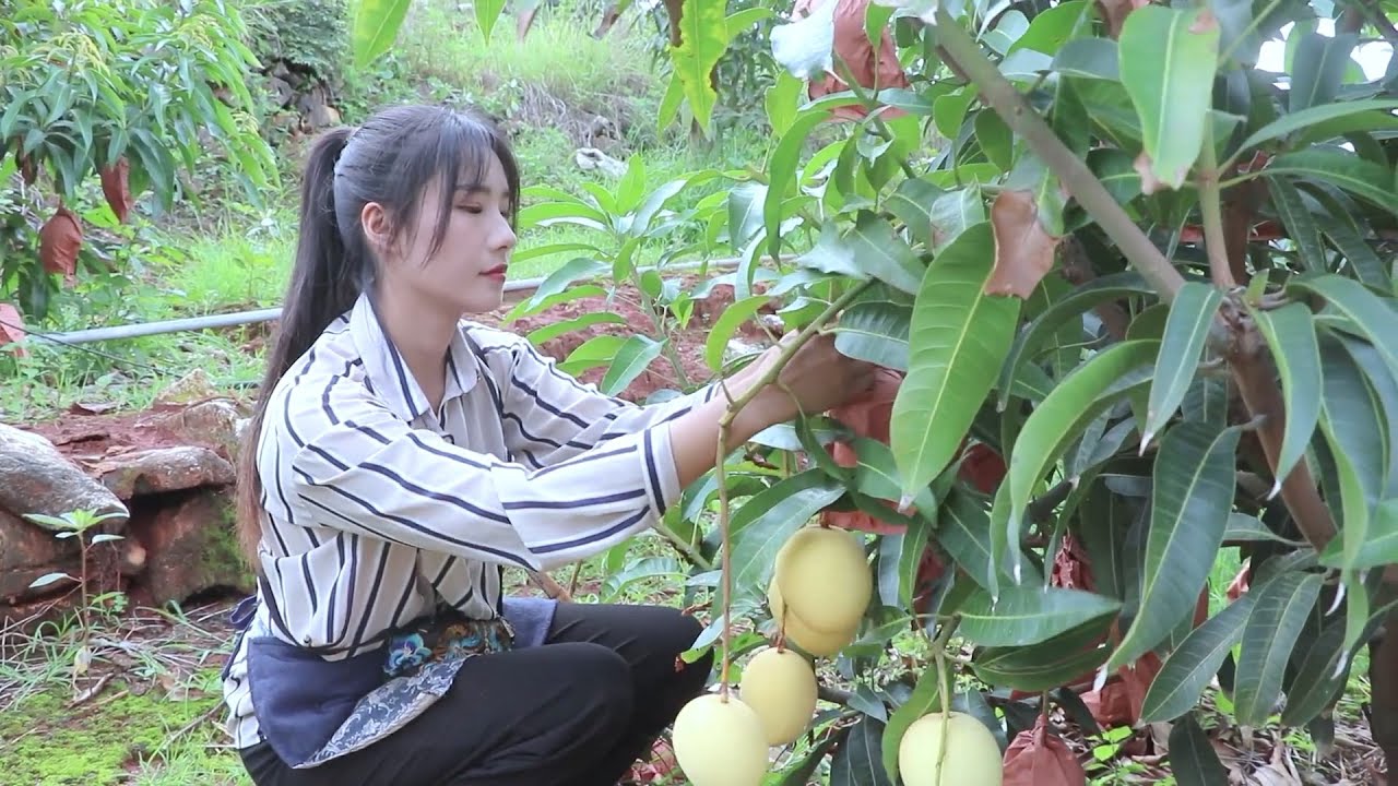 The whole process of ripe mango picking and packaging - YouTube