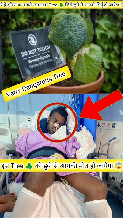 The most dangerous tree in the world which can kill you if you touch it ...