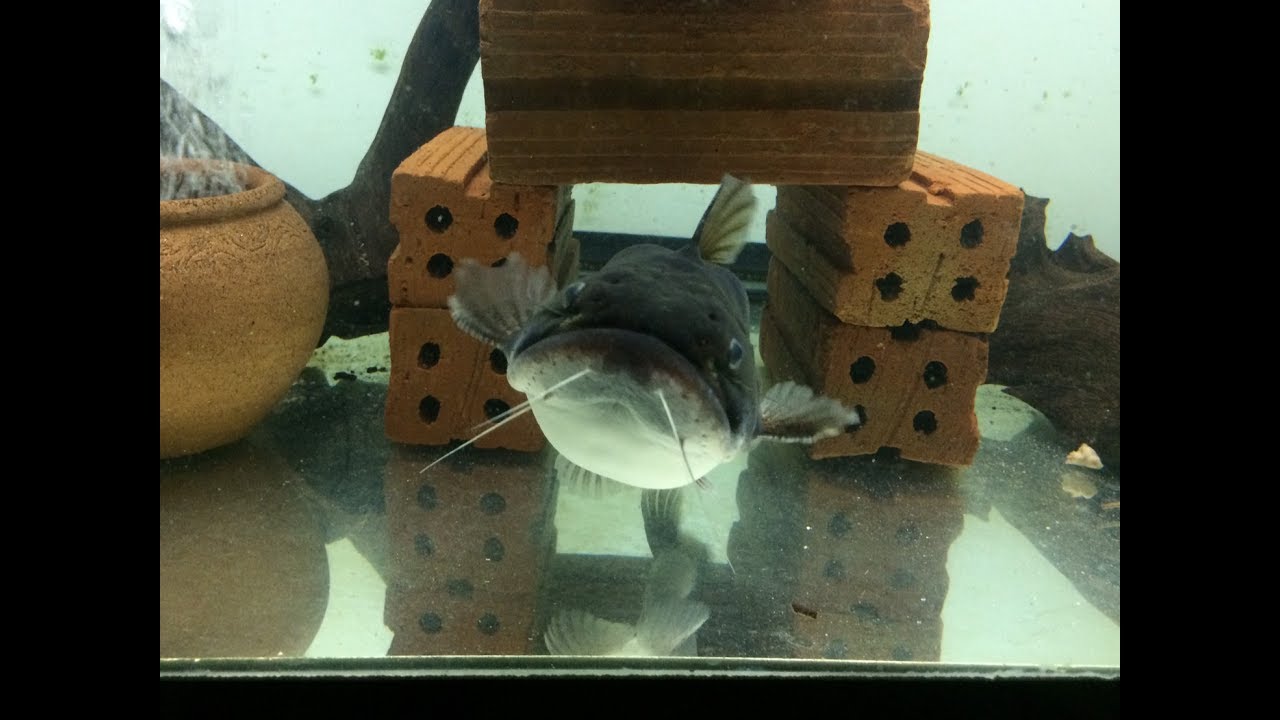 Gulper Catfish Asterophysus Batrachus Attack Vol 3 - YouTube