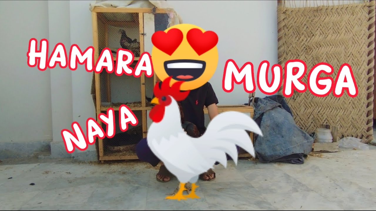 Hamara Naya MURGA - YouTube