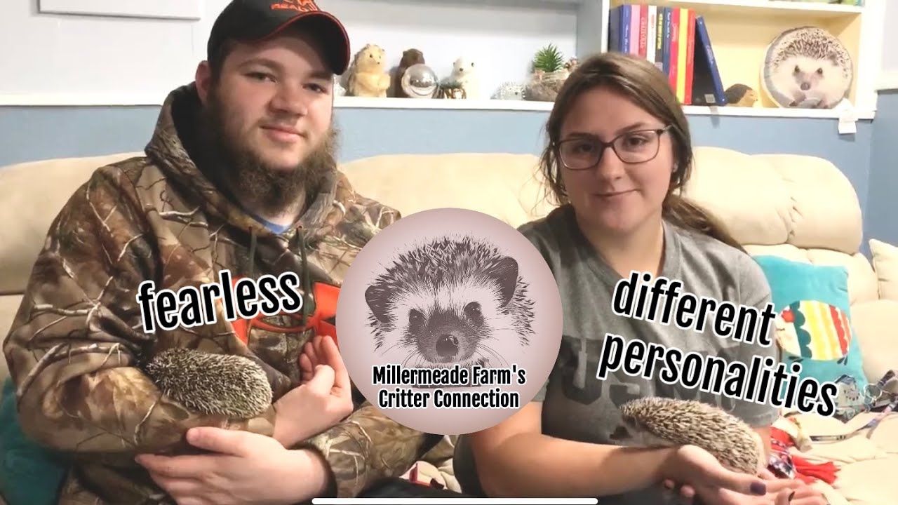 First Time Hedgehog Owners | Fearless and Different Personalities - YouTube