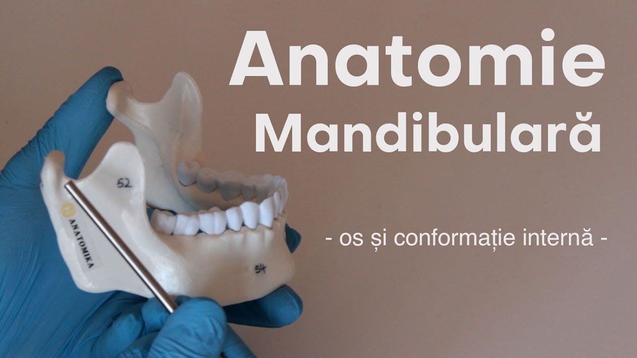 Noțiuni de anatomie mandibulară - os și conformație internă - Studental ...