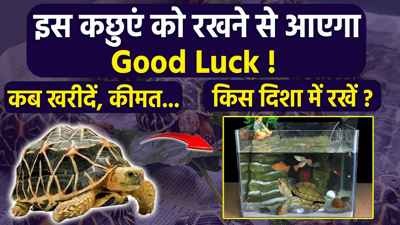 स्टार कछुआ घर में रखने से क्या होता है, किस दिशा में रखें | Star Turtle ...