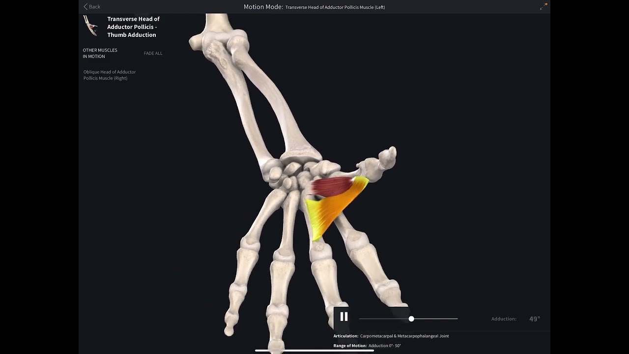 Radial artery - YouTube