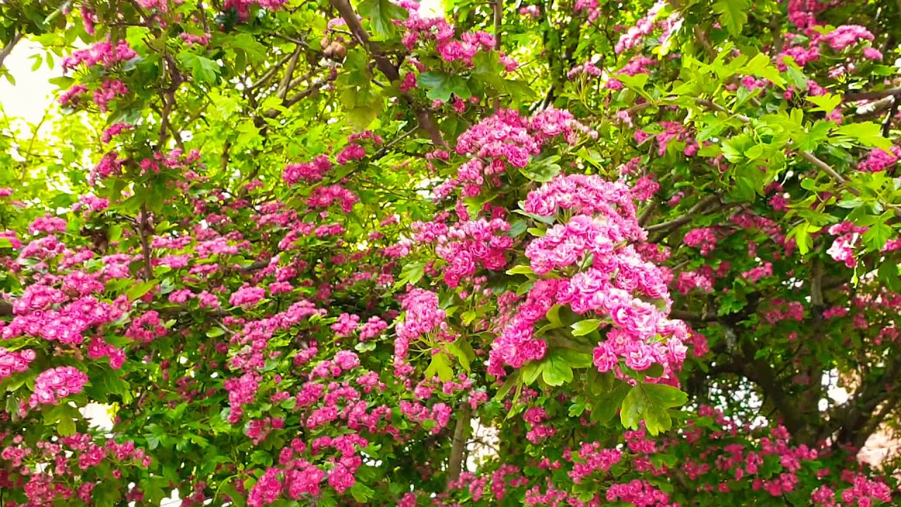 Beautiful Natural Pink Flowers Bush ##15## - YouTube