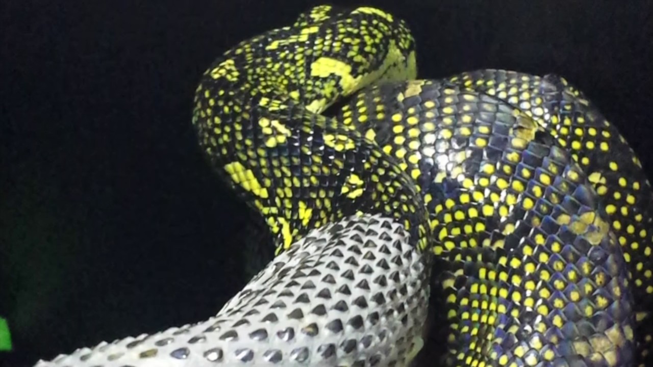Diamond Python Skin Slough/Shed - YouTube