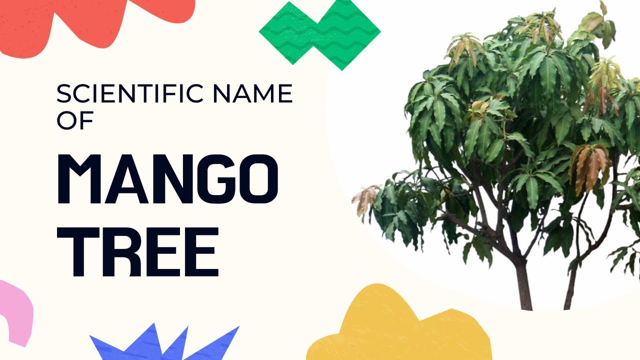 MANGO TREE | Scientific Name Collections 2022 - YouTube