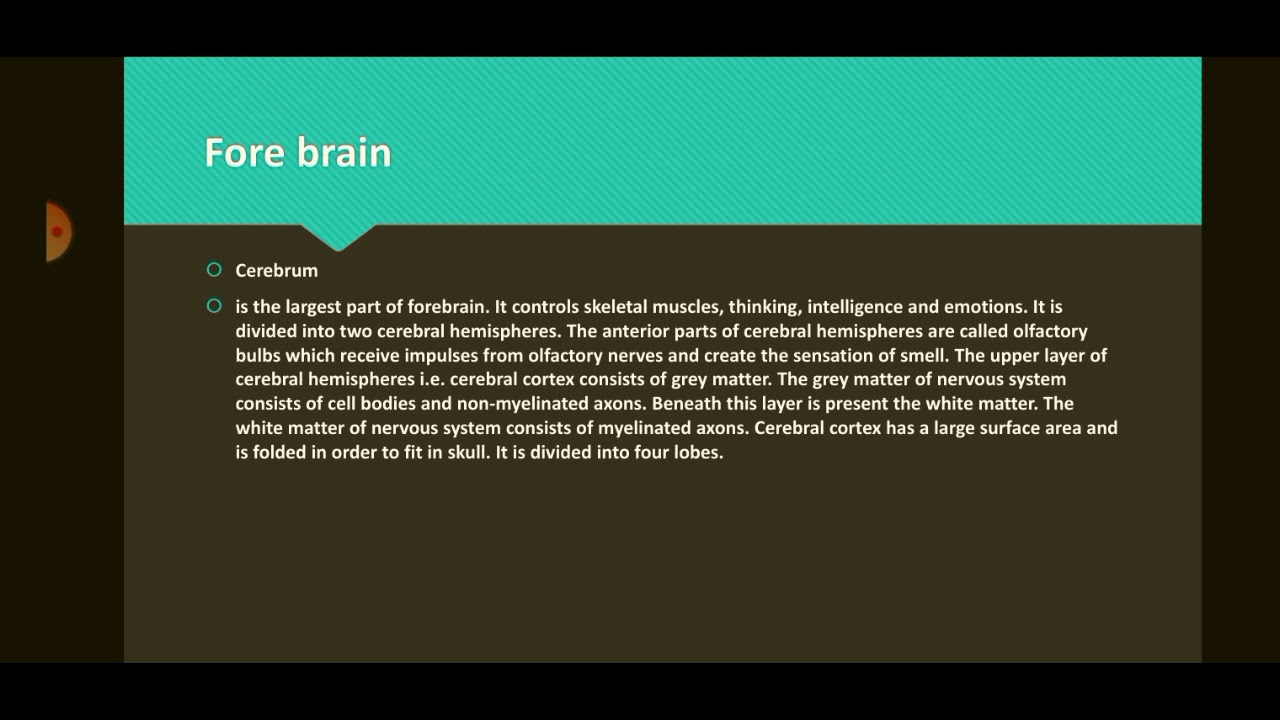 brain , fore brain , mid brain and hind brain - YouTube