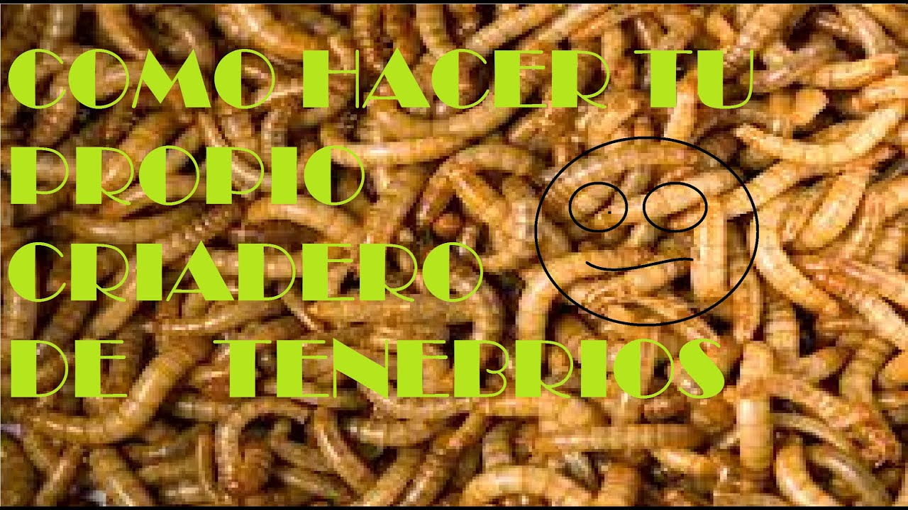 ALIMENTO VIVO - TENEBRIOS (como criar tenebrios) - YouTube