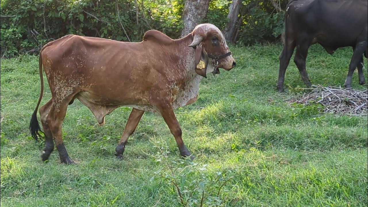 toro gyr cacarico listo para rifarse solo espera nuevo dueño - YouTube