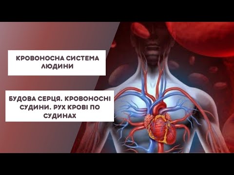 Кровоносна система. Будова серця. Рух крові судинами