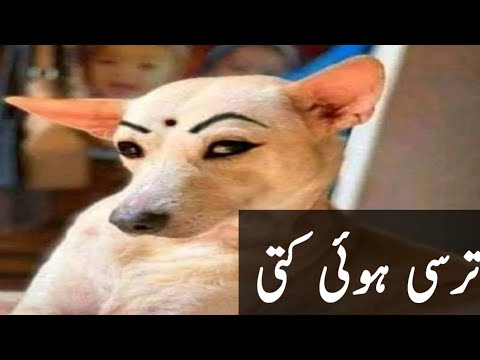 Most Tharki men of the world #tharki #tharkibaba36 #tharkimeme # ...