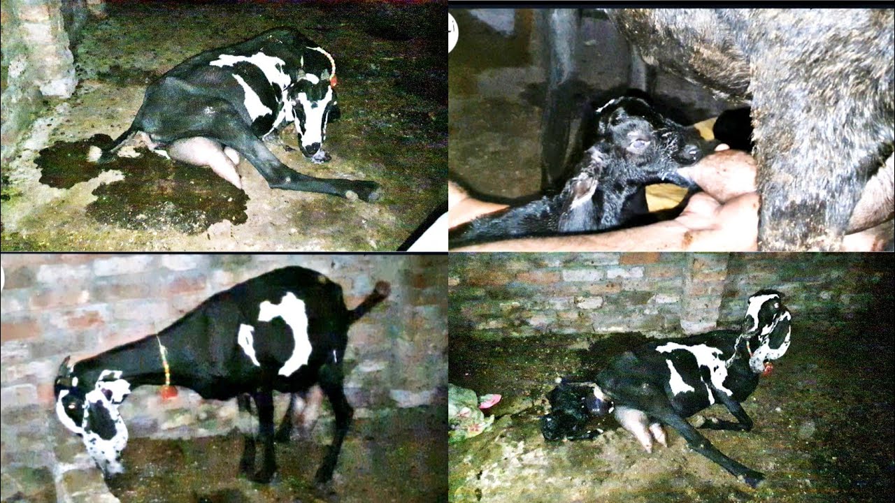 How too Goats Delivery Goats Giving Birth To Baby Goat In Sj Dairy Farm ...