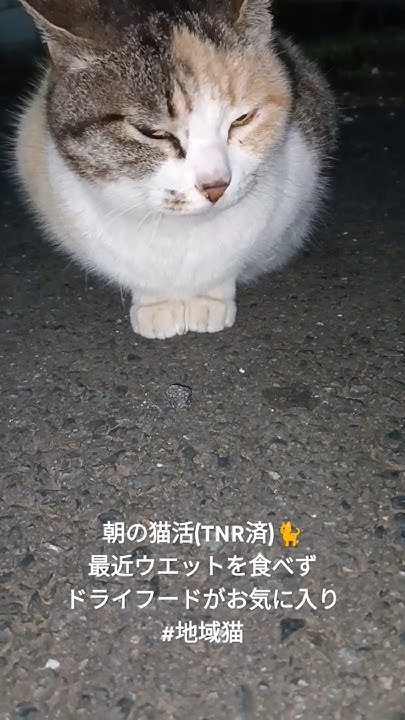 朝の猫活(TNR済)🐈最近ウエットを食べずドライフードがお気に入り #地域猫 - YouTube