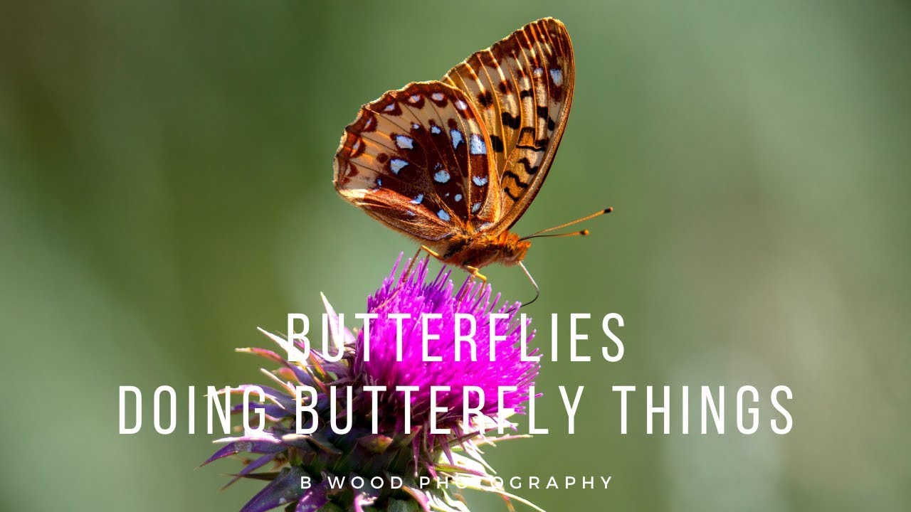 Butterflies Doing Butterfly Things 🐝 - YouTube