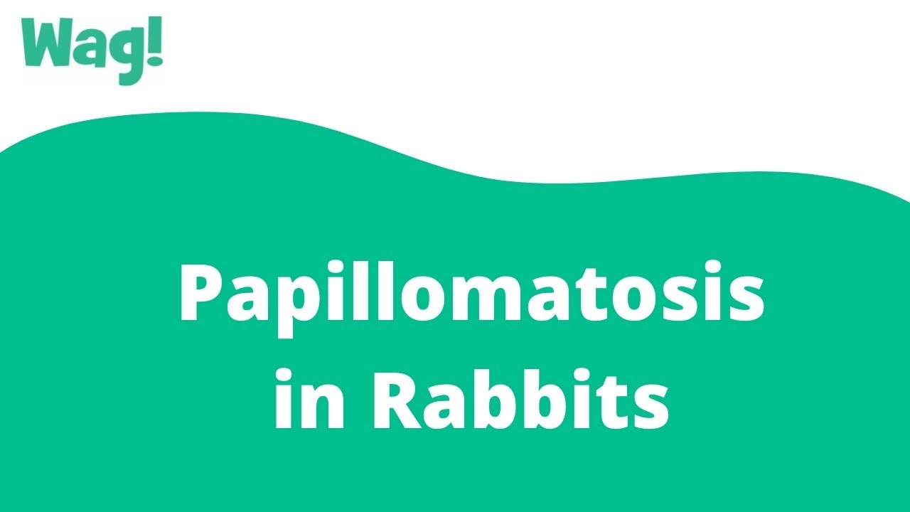 Papillomatosis in Rabbits | Wag! - YouTube